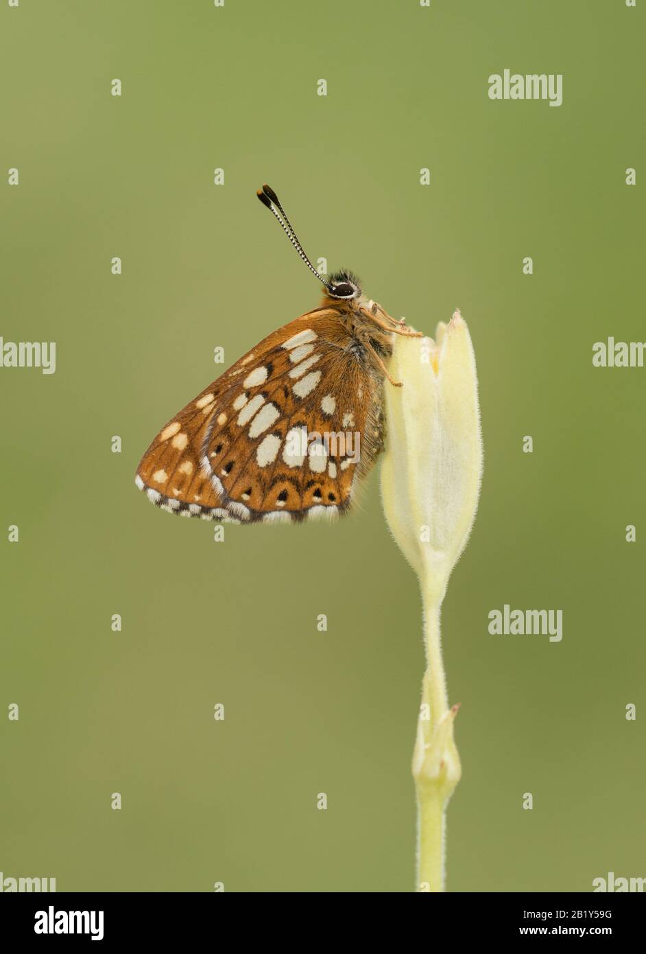 A Duke of Burgundy butterfly (Hamearis lucina) taken on Rodborough ...