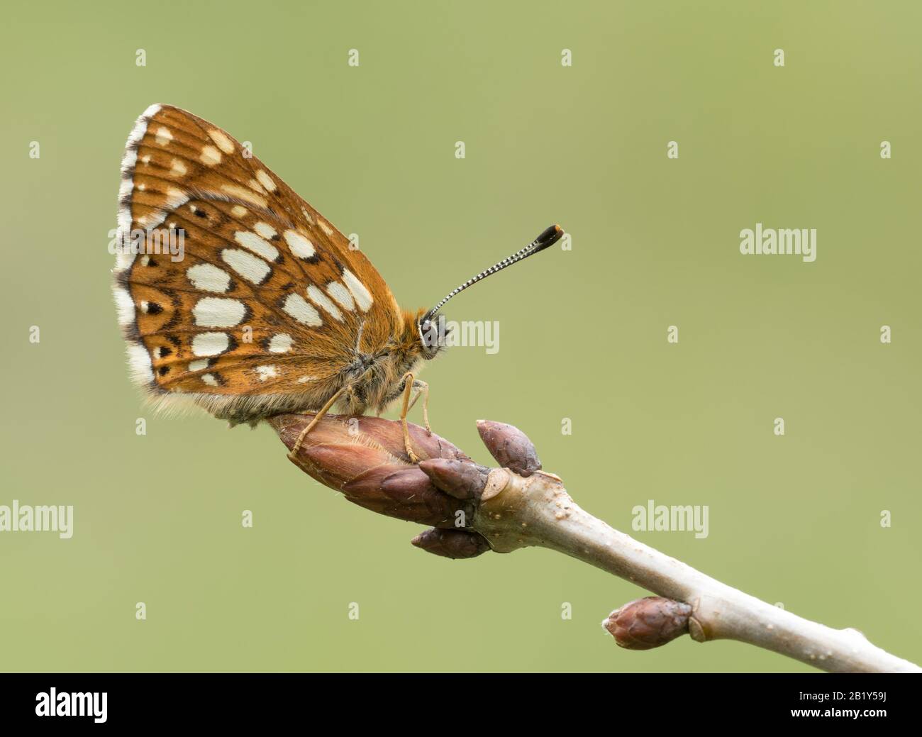 A Duke of Burgundy butterfly (Hamearis lucina) taken on Rodborough ...