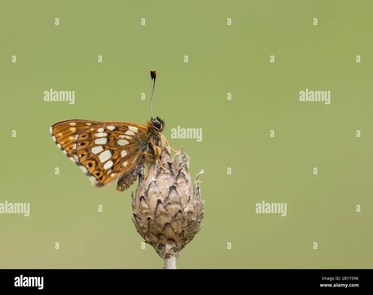 A Duke of Burgundy butterfly (Hamearis lucina) taken on Rodborough ...