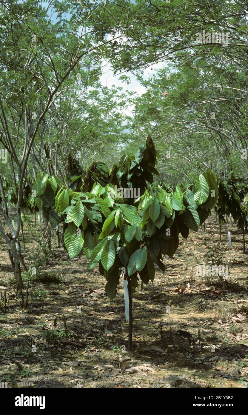 Cocoa trees hi-res stock photography and images - Alamy