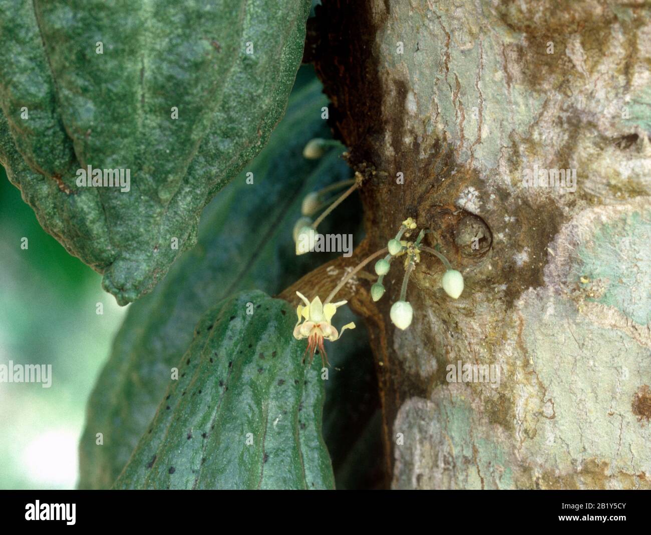 Cocoa (Theobroma cacao) flower growing from the trunk alongside ...