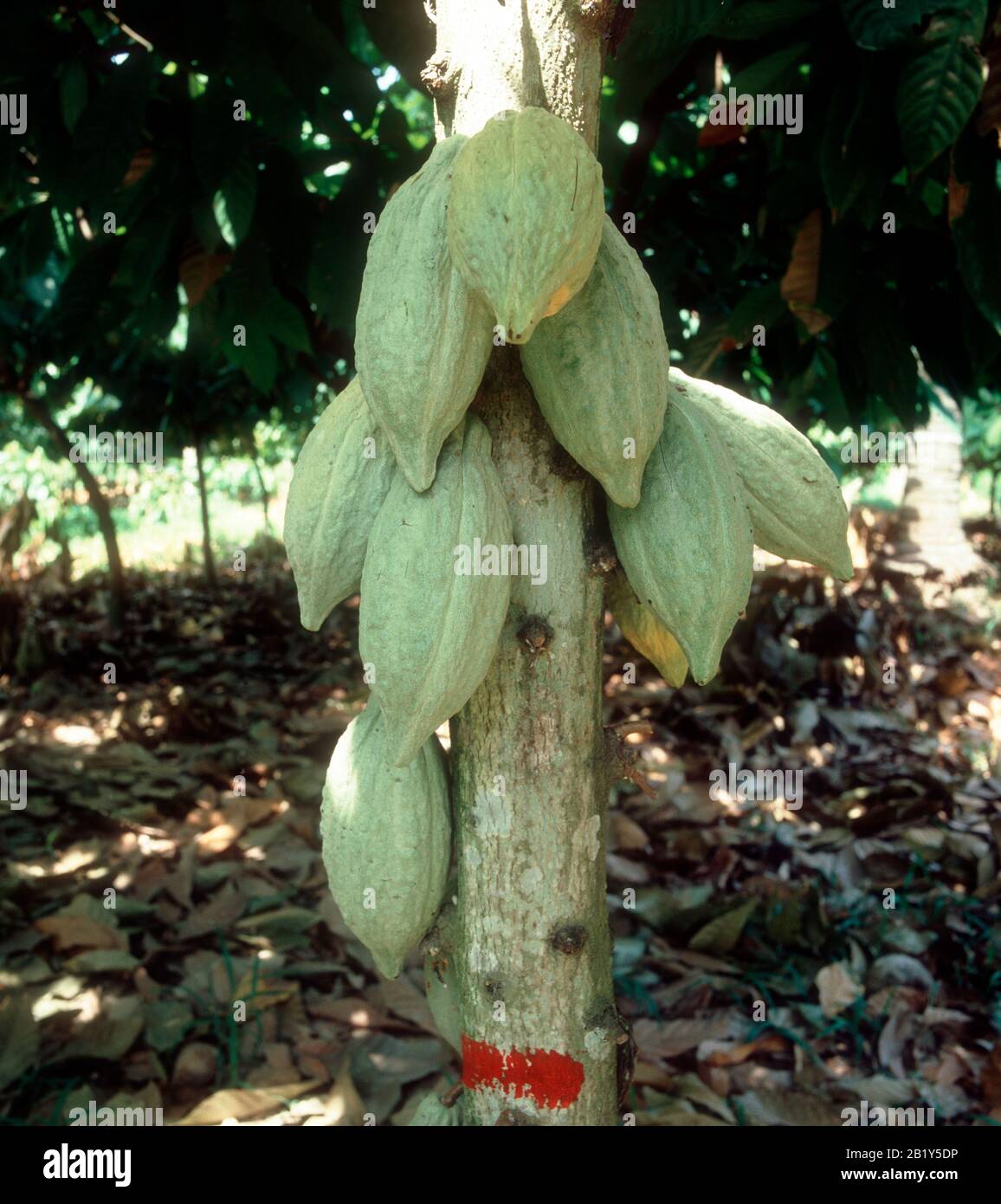 Mature cocoa pods growing from the trunk on the bush underneath the ...