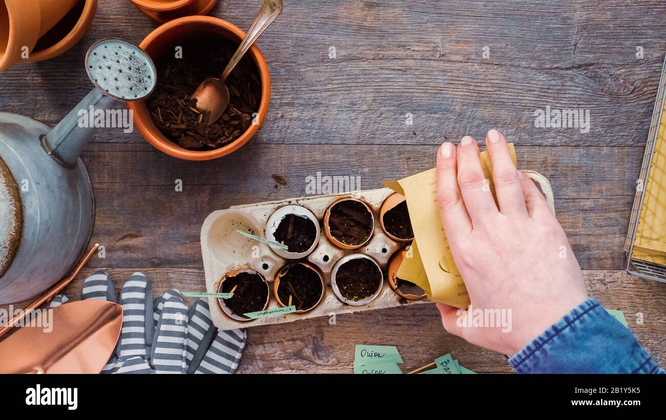 Flat lay. Step by step. Plantings seeds in eggshells and labeling them ...