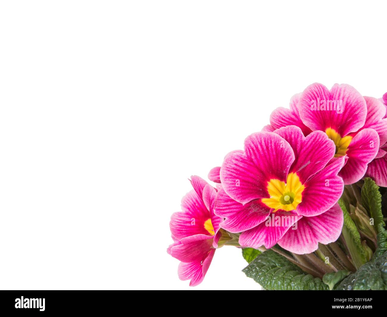 Purple primrose flowers in corner closeup isolated on white background ...