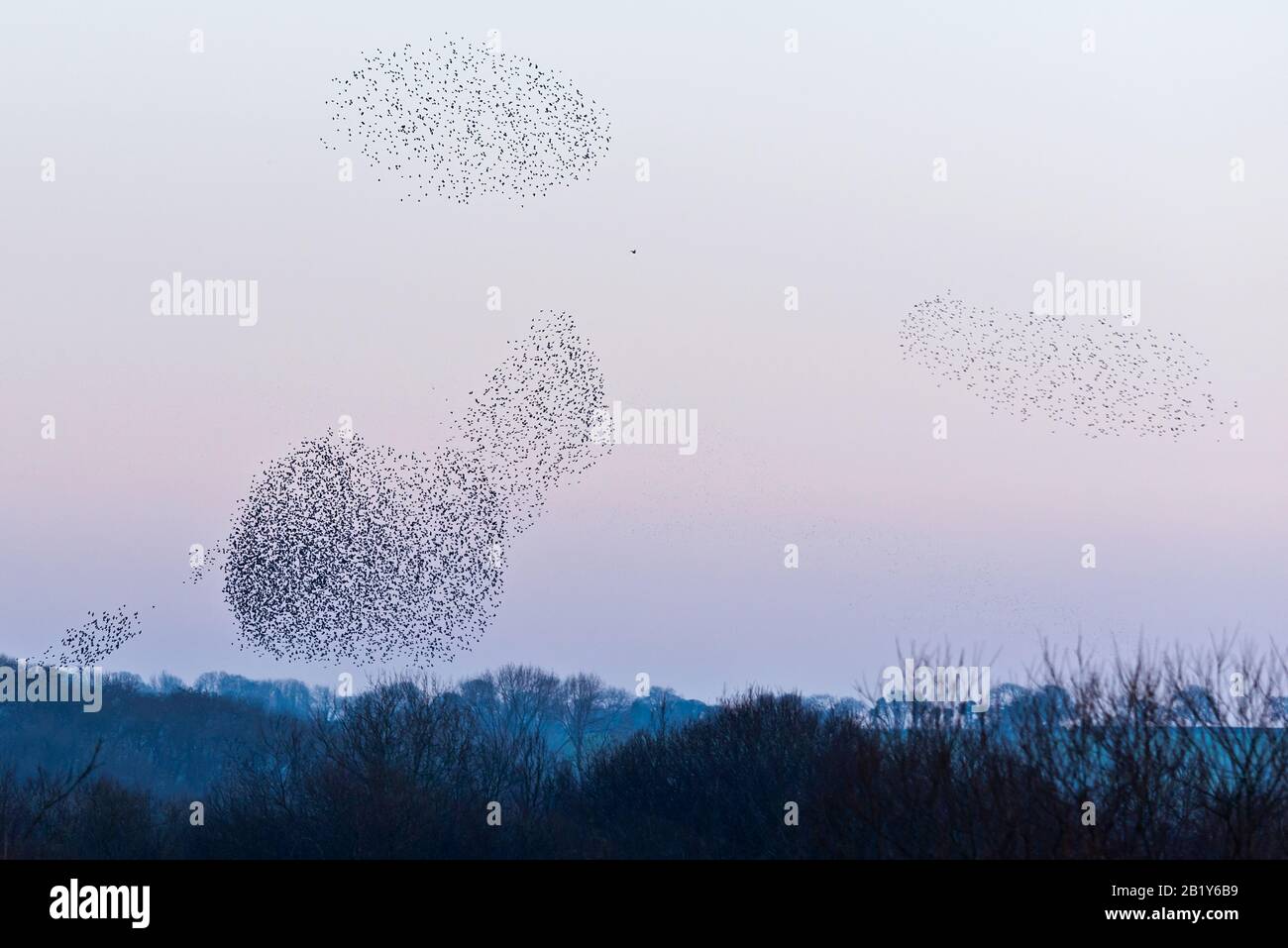 The spectacular sight of starling murmurations over Shapwick Heath on ...
