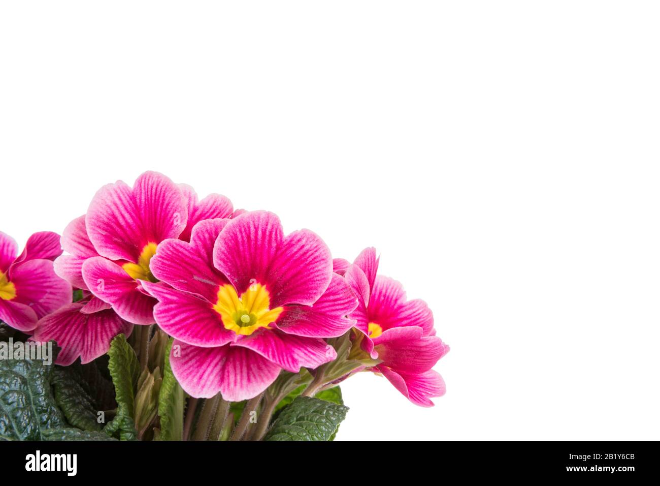 Purple primrose flowers in corner closeup isolated on white background ...