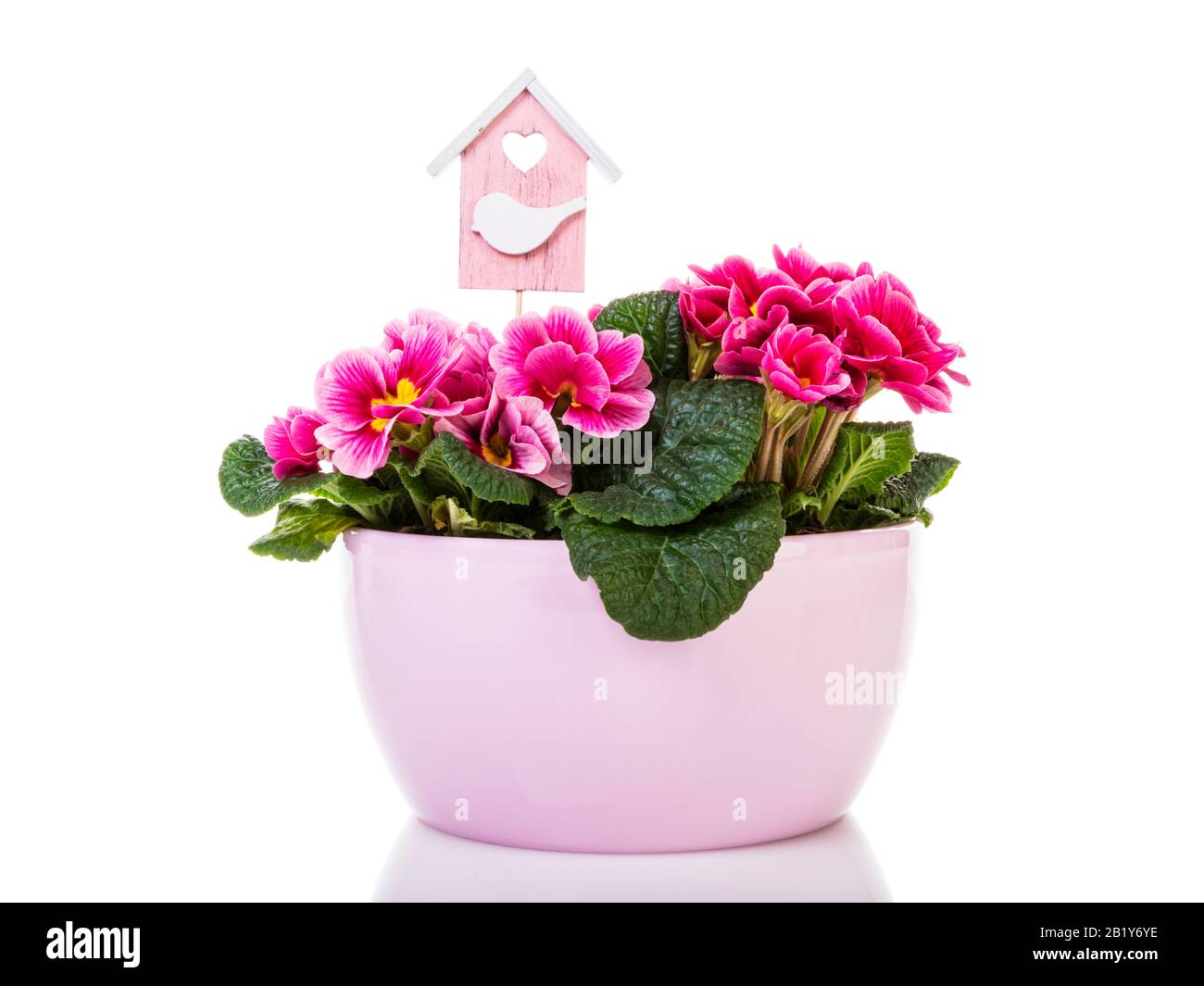Primrose in bloom hi-res stock photography and images - Alamy