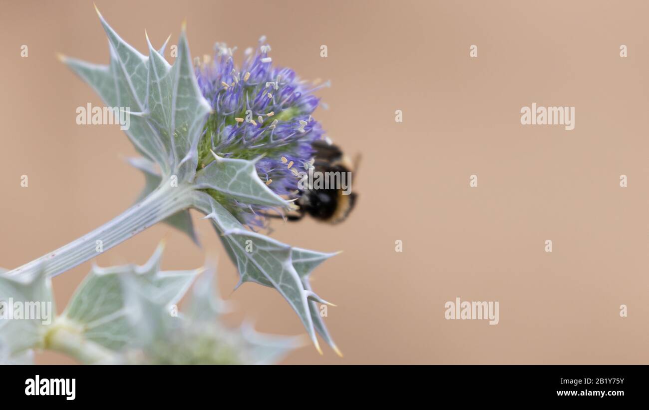 Delicate insects hi-res stock photography and images - Alamy