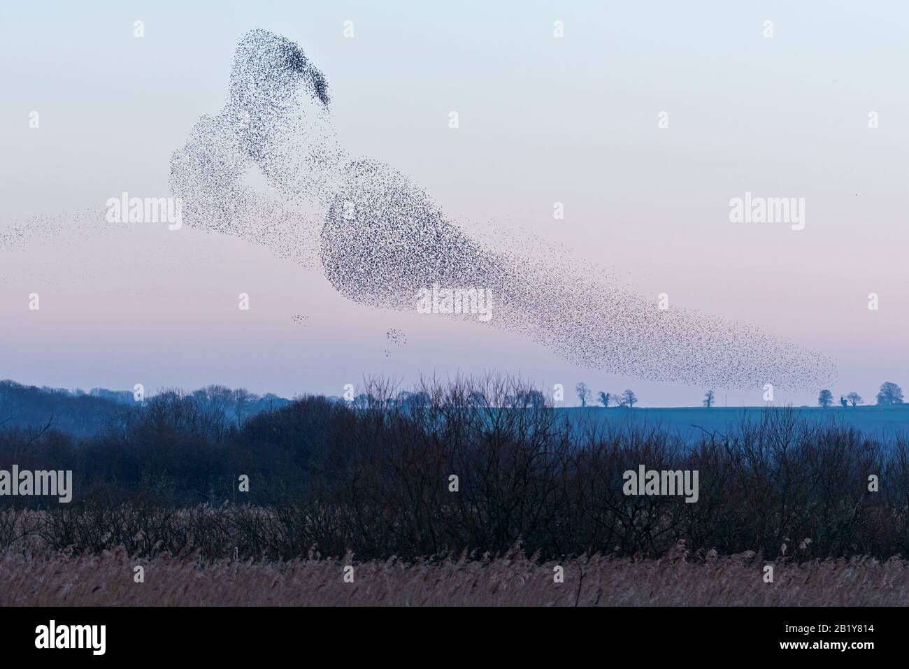The spectacular sight of starling murmurations over Shapwick Heath on ...