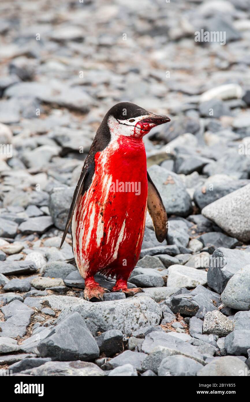 An injured and bleeding Chinstrap Penguin, that was probably attacked ...
