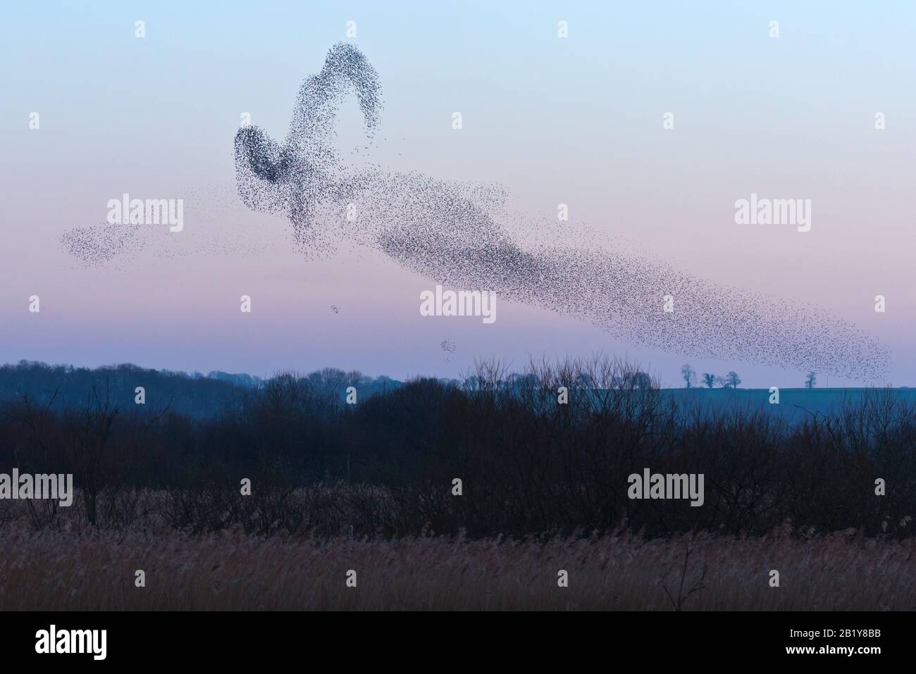 The spectacular sight of starling murmurations over Shapwick Heath on ...