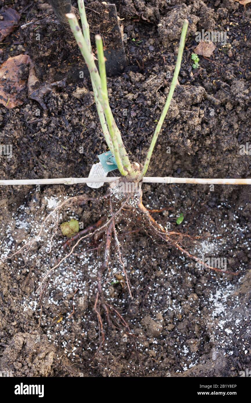 Planting bareroot rose hi-res stock photography and images - Alamy