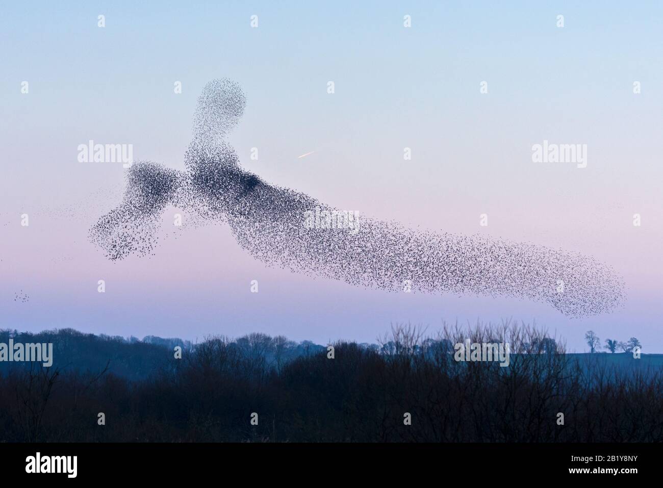 The spectacular sight of starling murmurations over Shapwick Heath on ...