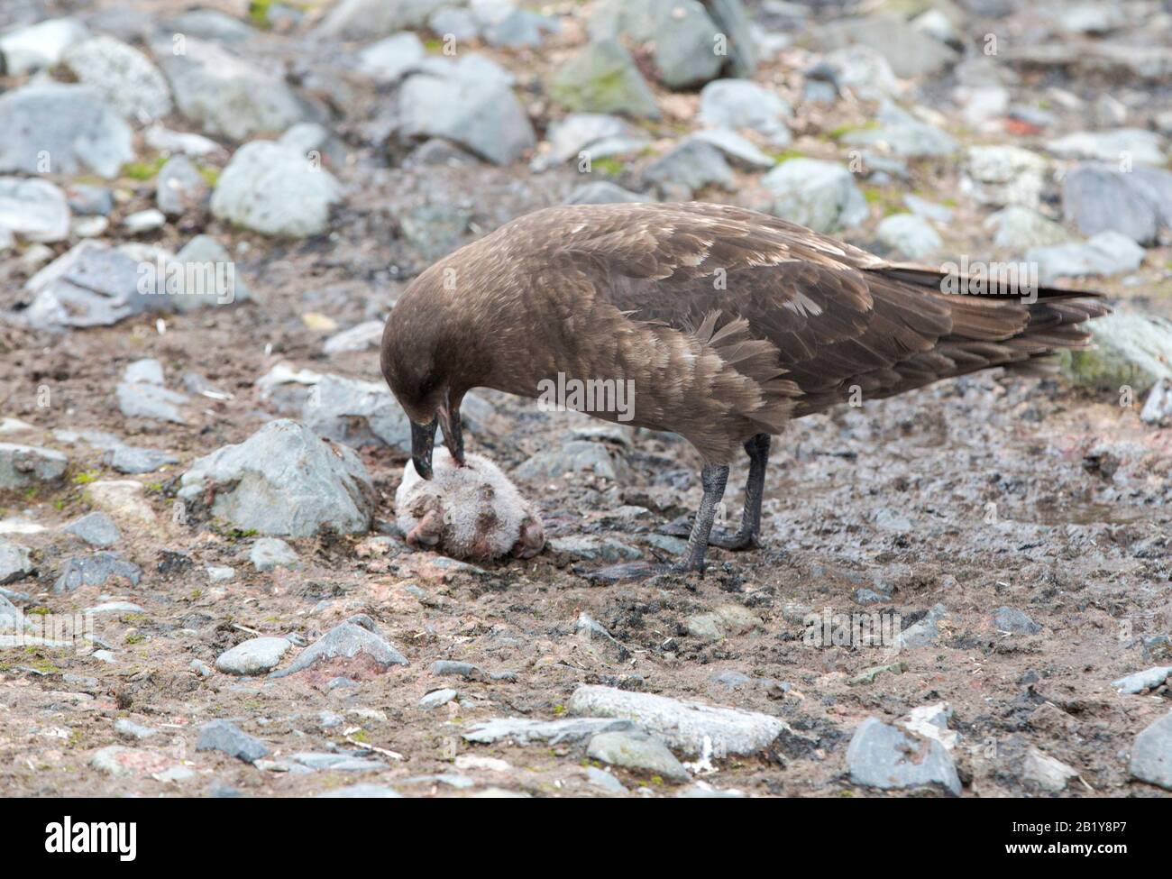 Antarctic Skua, Catharacta maccormicki eating a Chinstrap Penguin chick ...