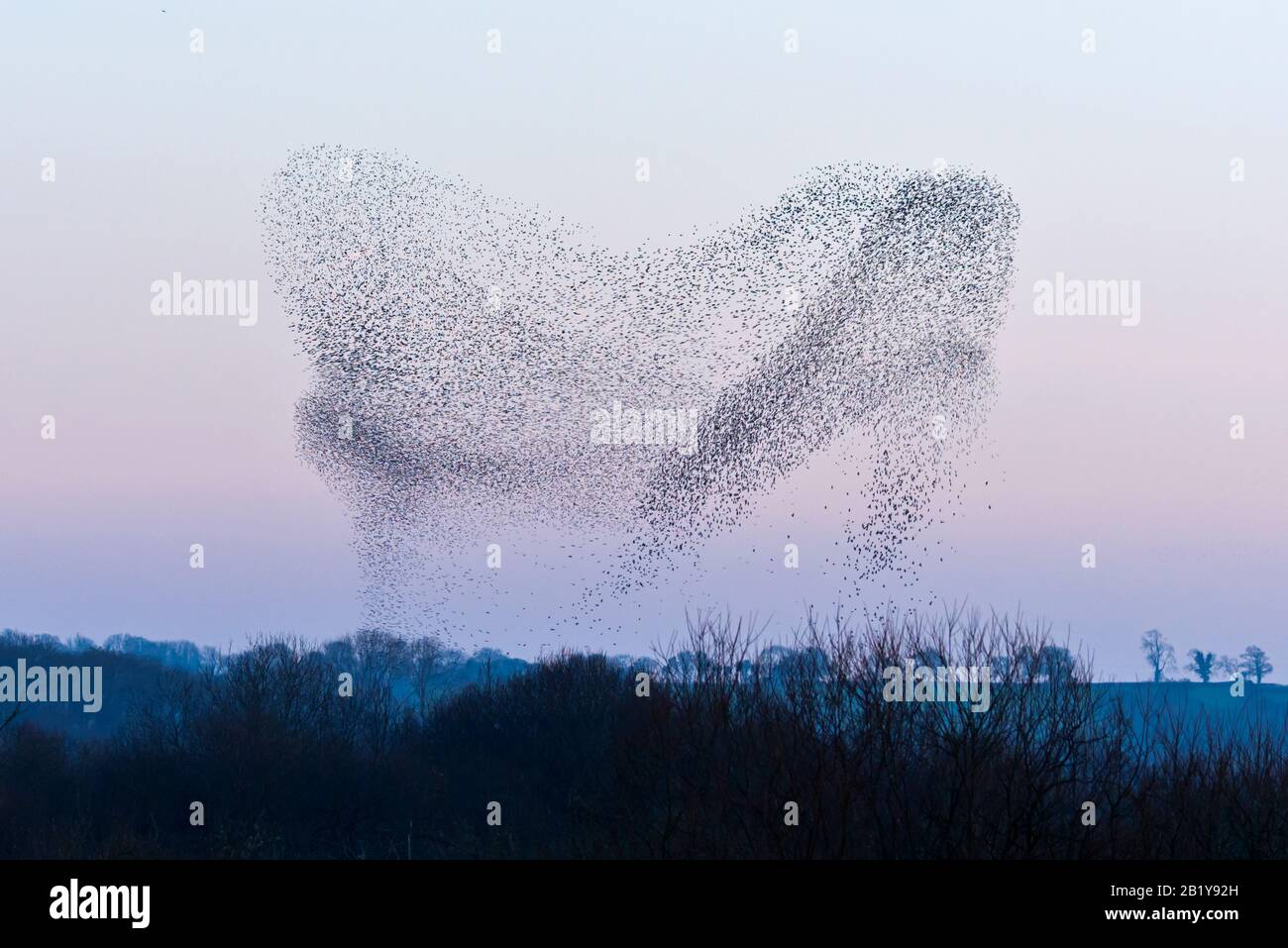 The spectacular sight of starling murmurations over Shapwick Heath on ...