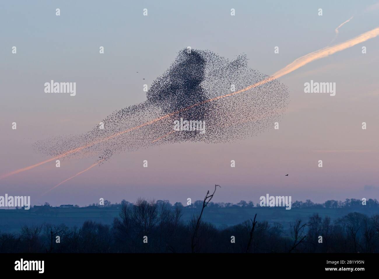 The spectacular sight of starling murmurations over Shapwick Heath on ...