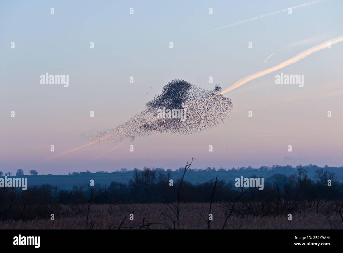 The spectacular sight of starling murmurations over Shapwick Heath on ...