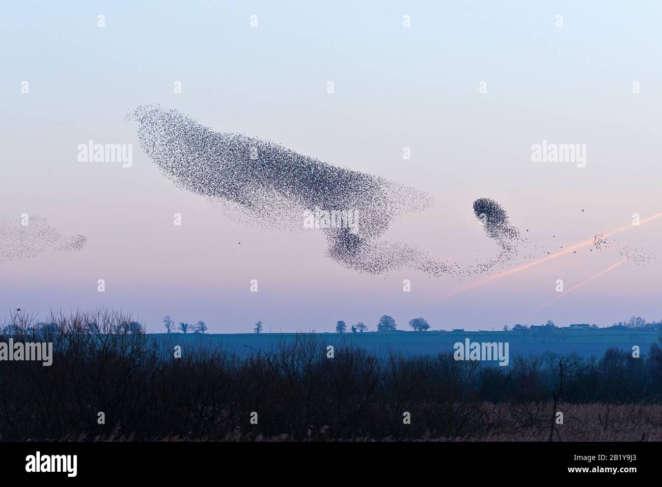 The spectacular sight of starling murmurations over Shapwick Heath on ...