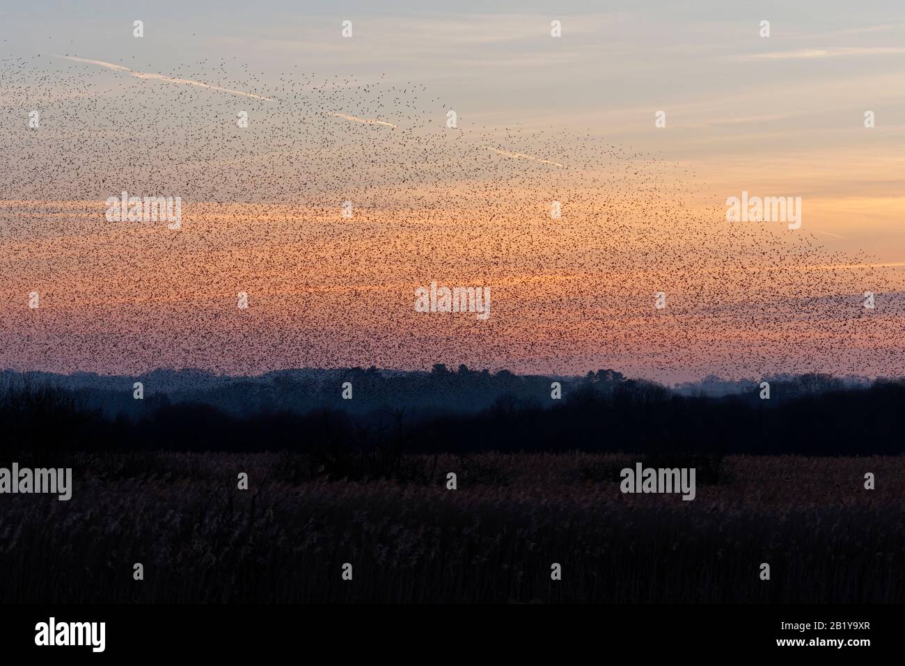 The spectacular sight of starling murmurations over Shapwick Heath on ...