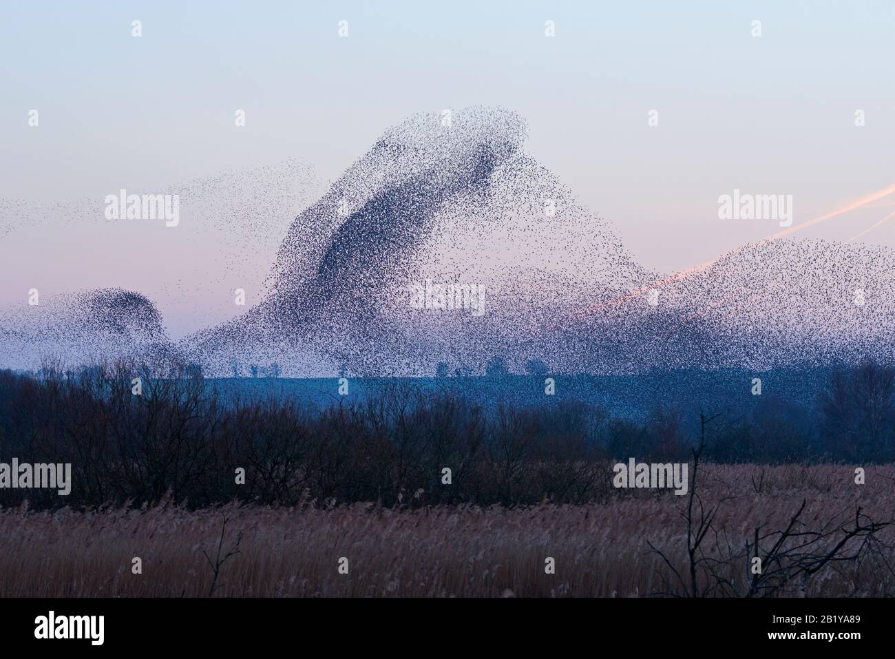 The spectacular sight of starling murmurations over Shapwick Heath on ...
