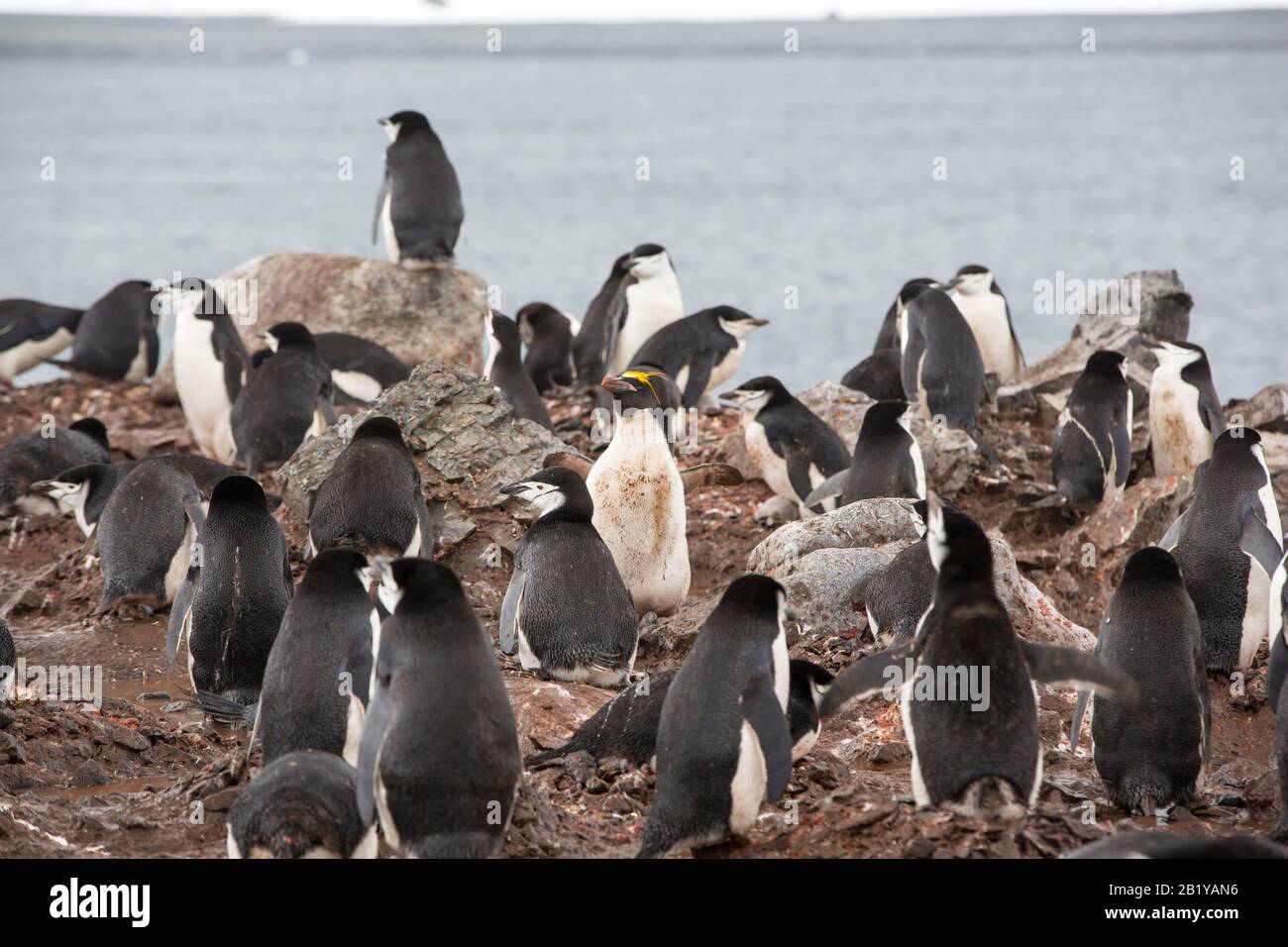A Macaroni Penguin, Eudyptes chrysolophus amongst a breeding colony of ...