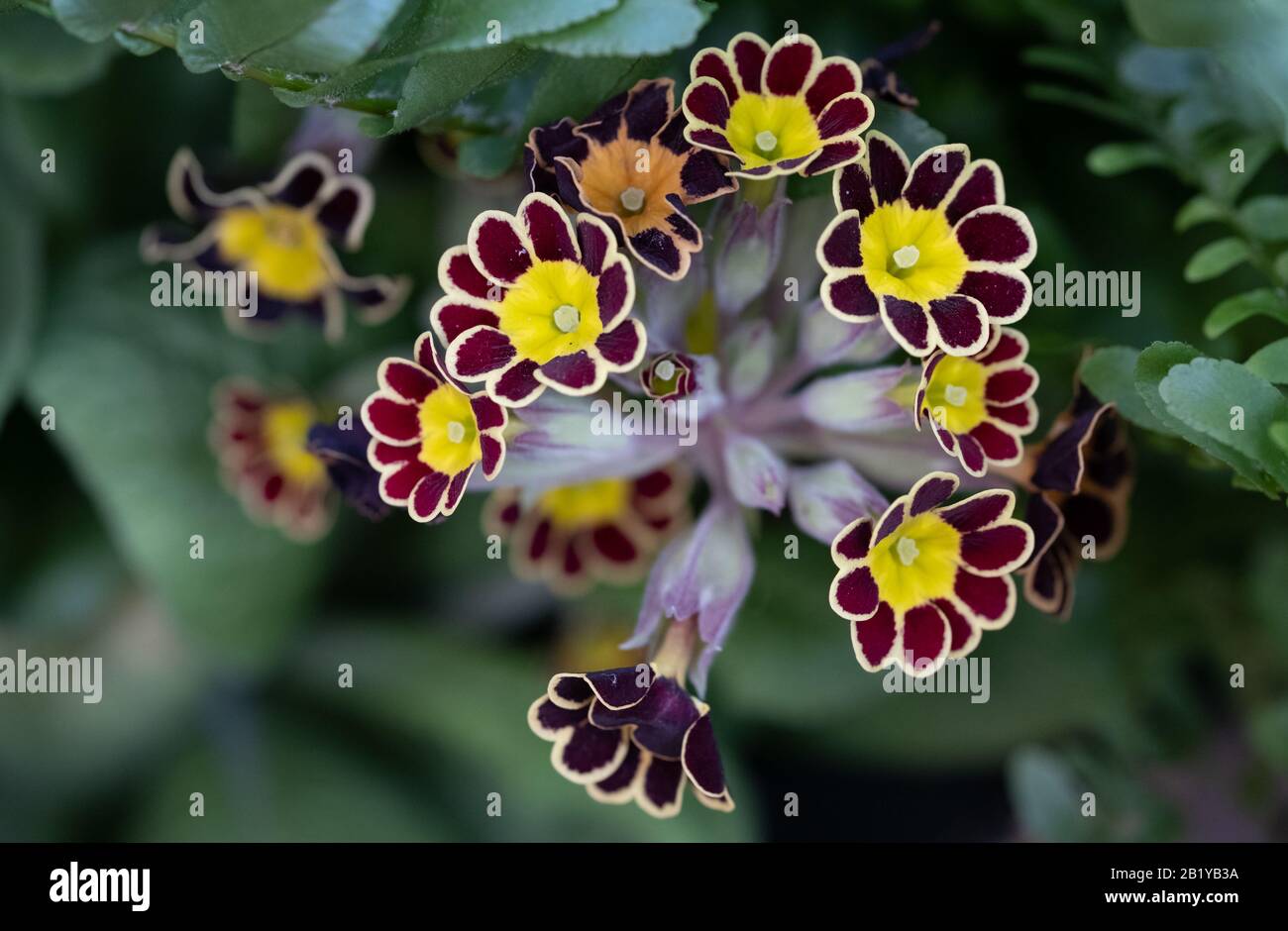 Silver lace primrose hi-res stock photography and images - Alamy