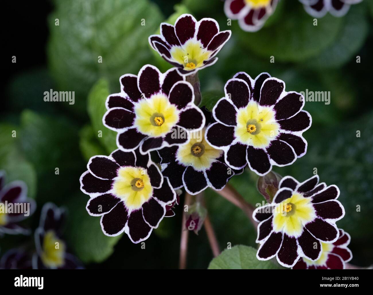 Primula vibrant coloured flowers hi-res stock photography and images ...