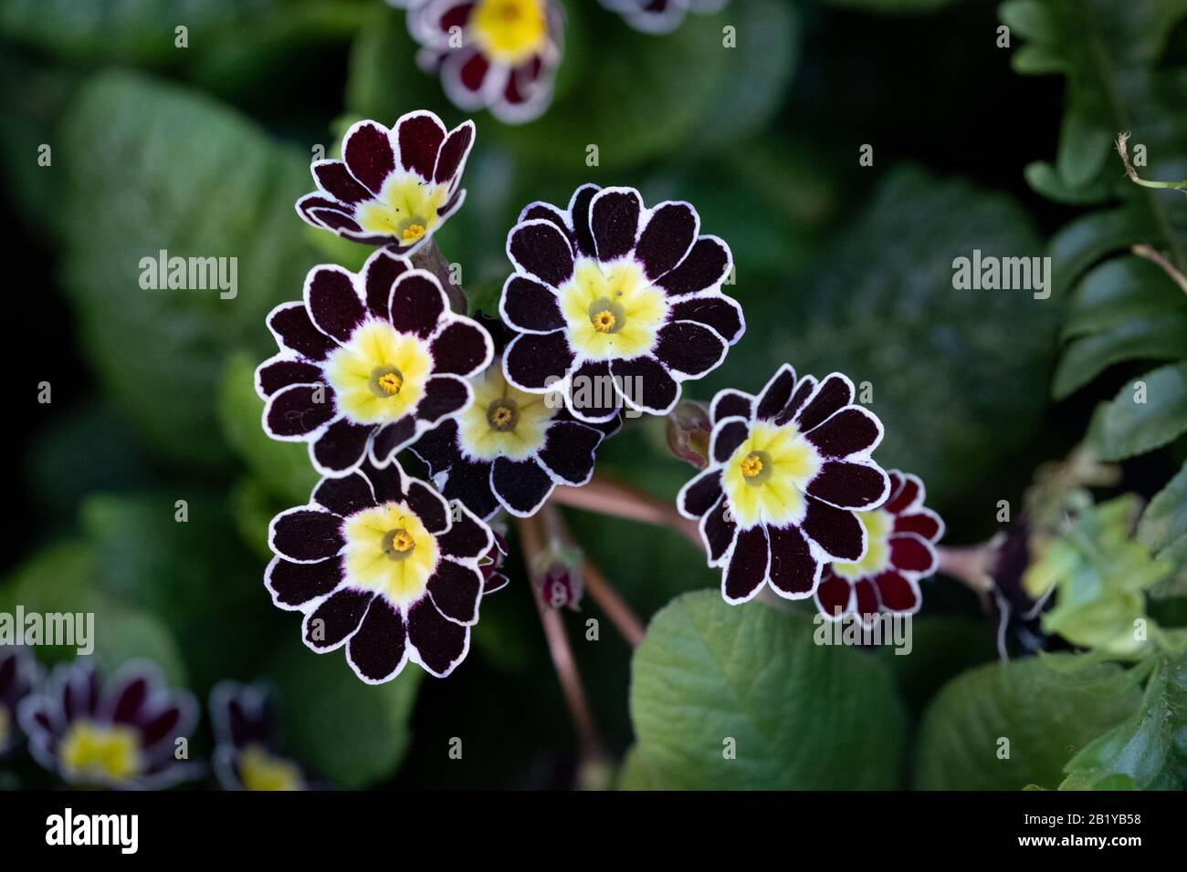 Silver lace primrose hi-res stock photography and images - Alamy