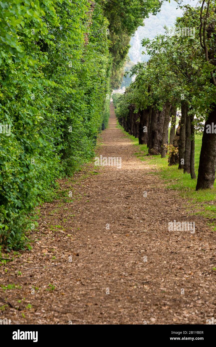 Cypress Trees Between The Road High Resolution Stock Photography and ...