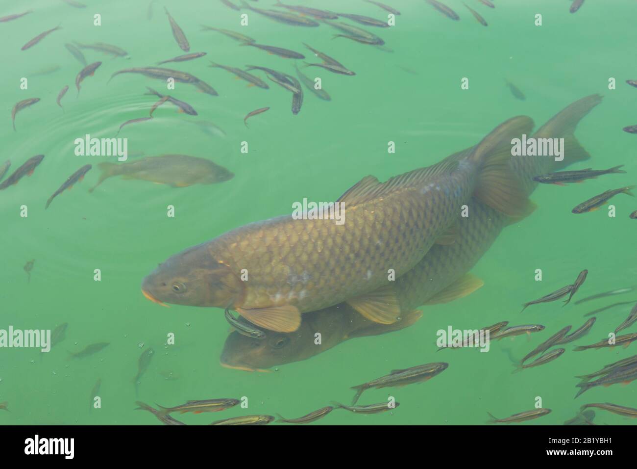 Many small fish in clear hi-res stock photography and images - Alamy