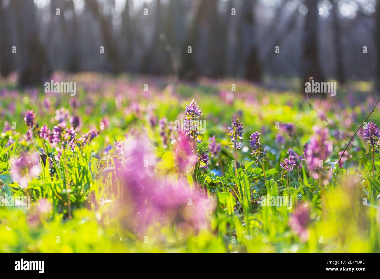 Beautiful woodland landscapes. Spring flowers In the forest Stock Photo ...