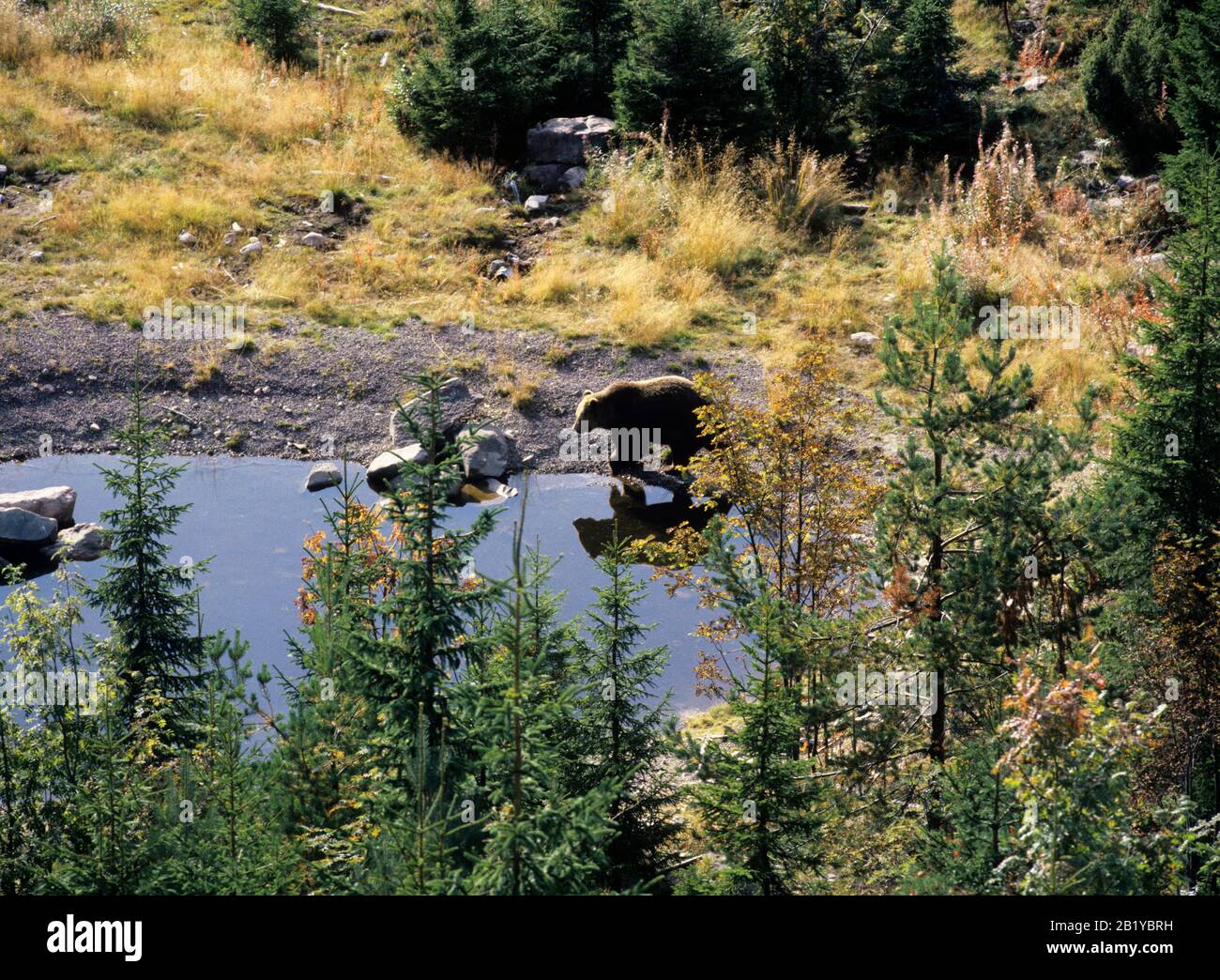 Brown bear heading for water hole Stock Photo - Alamy