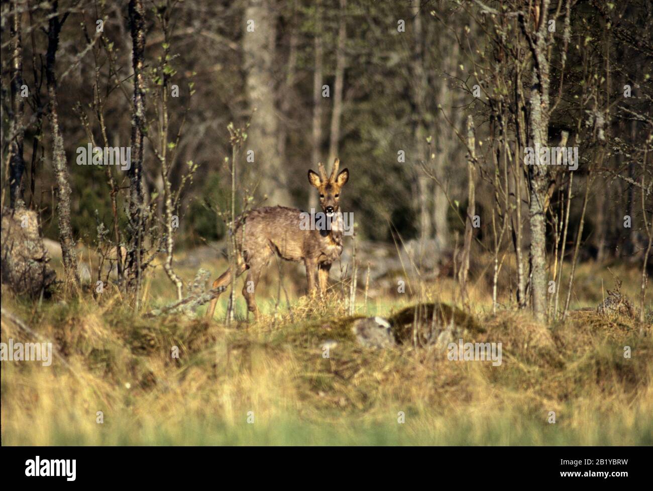 Spring buck hi-res stock photography and images - Alamy