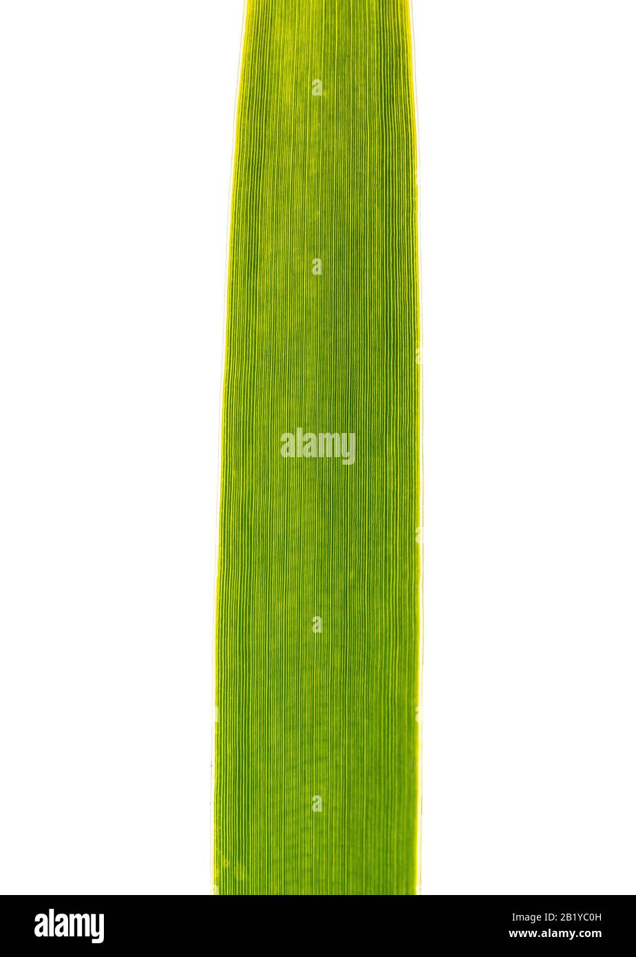 vein structure in reed leaf in backlight, isolated on white, detail ...