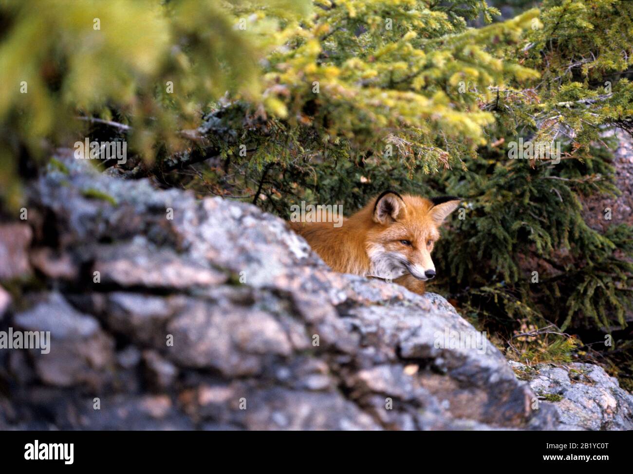 Fox resting under fir tree Stock Photo - Alamy