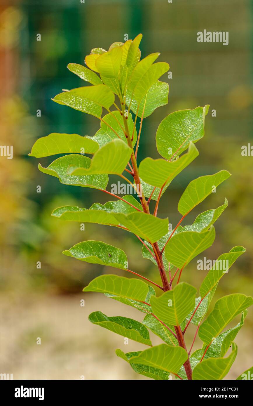 spring red tree twig with fresh leaves detail Stock Photo - Alamy