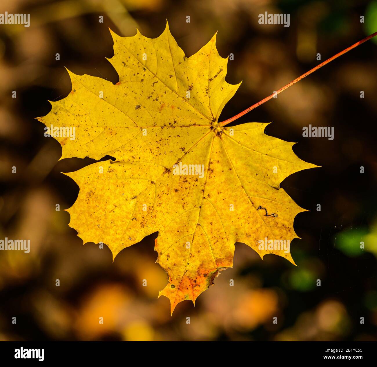 Leaf in sun hi-res stock photography and images - Alamy