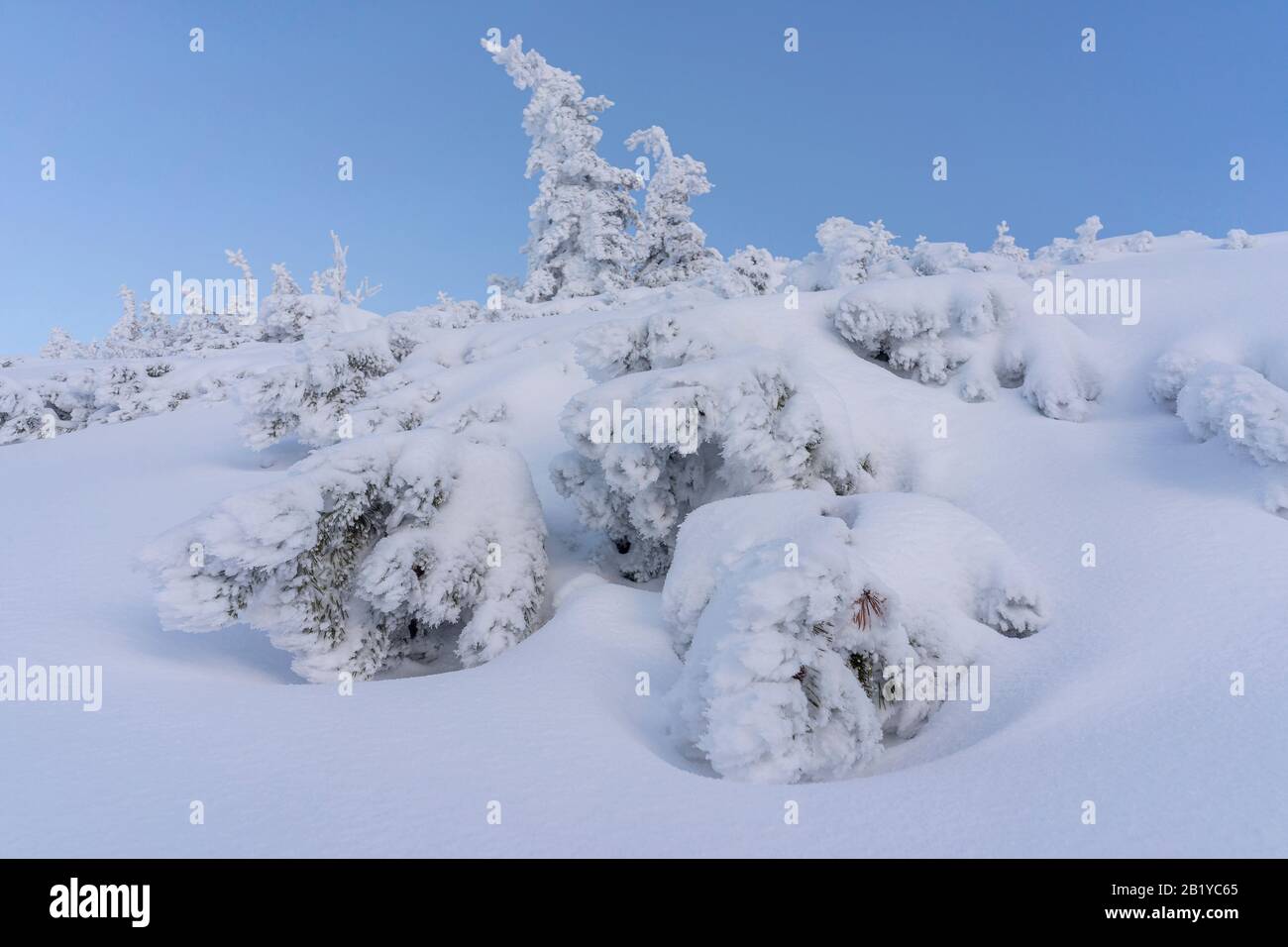 Frozen trees in deep snow. Tatra Mountains Stock Photo - Alamy