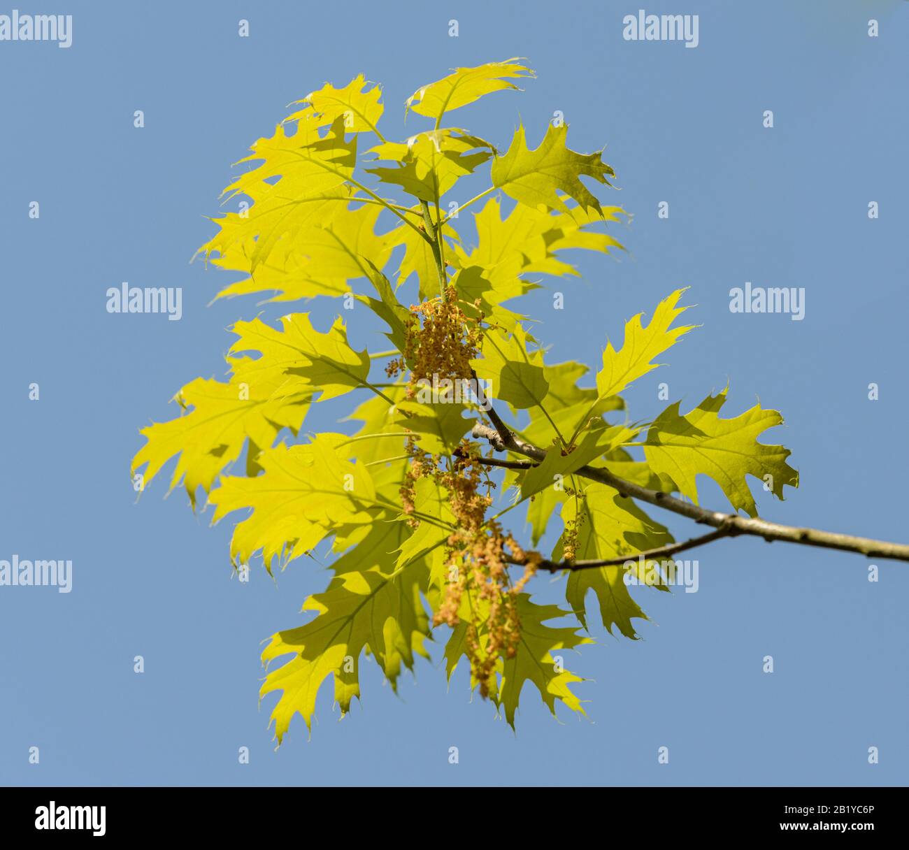 Blossom tree leaves english oak hi-res stock photography and images - Alamy