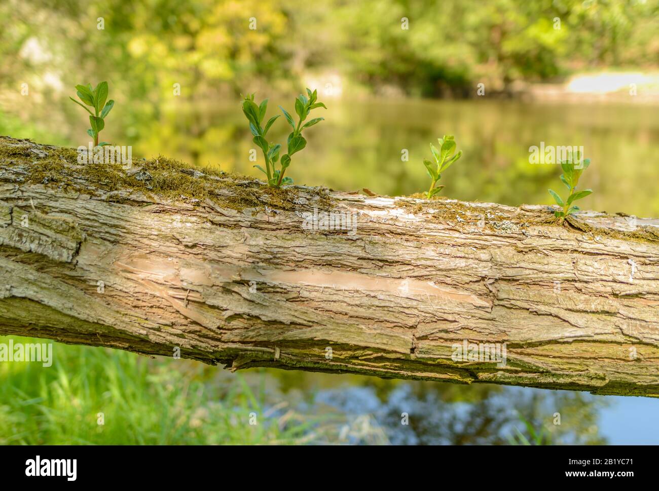fallen willow tree stem with young sprouts shooting from side, detail ...