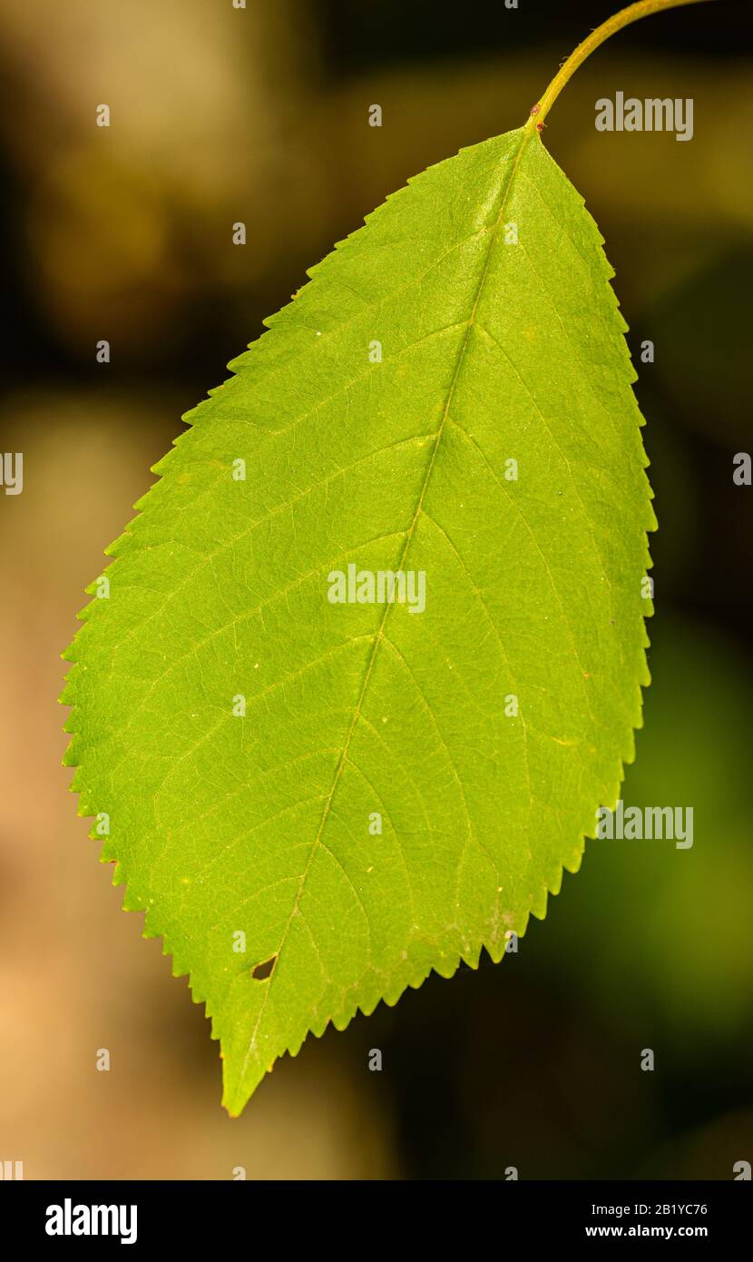 Single green leaf in sunlight hi-res stock photography and images - Alamy