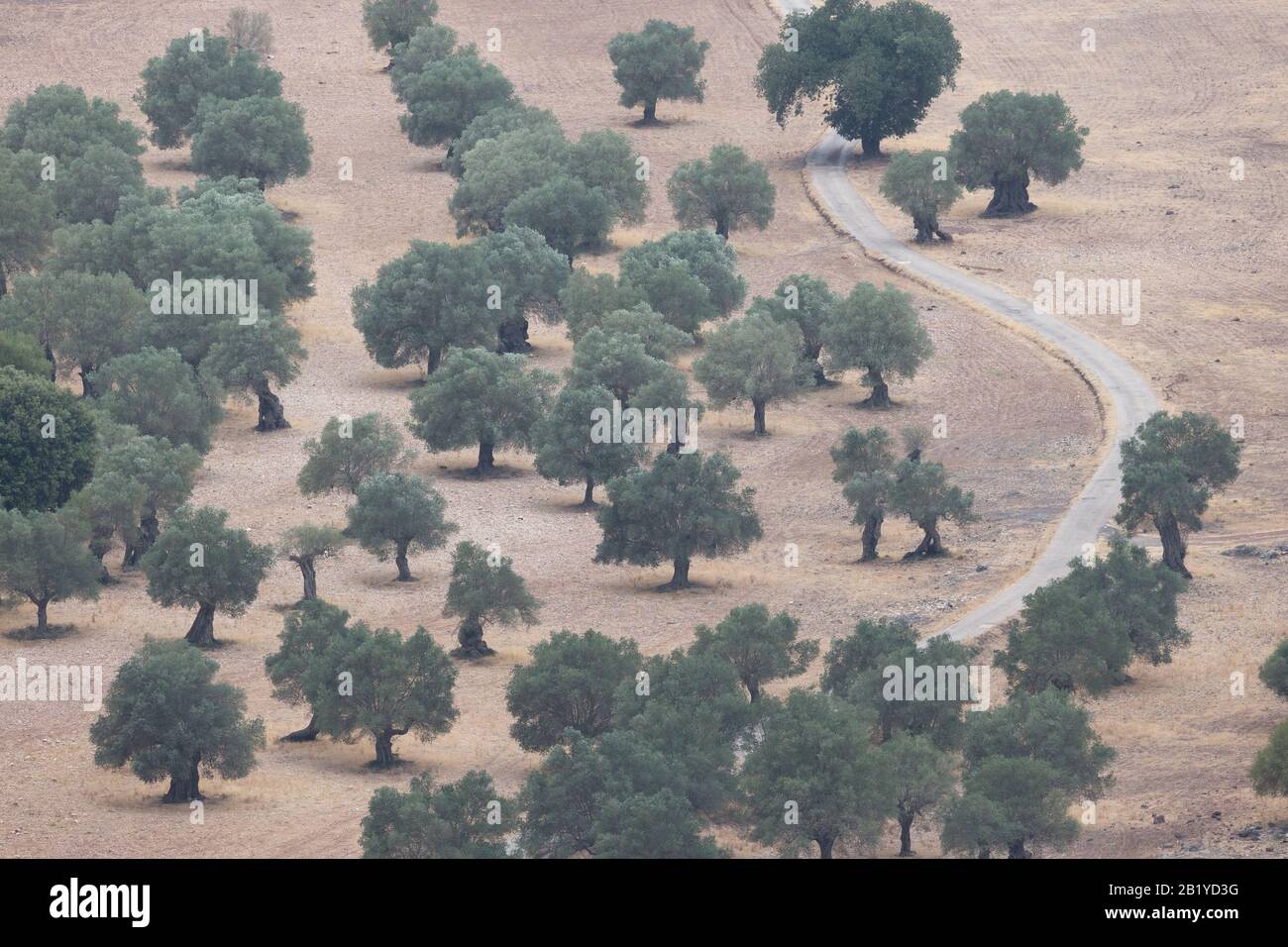 European Olive (Olea europaea) Mallorca Spain ES August 2019 Stock ...