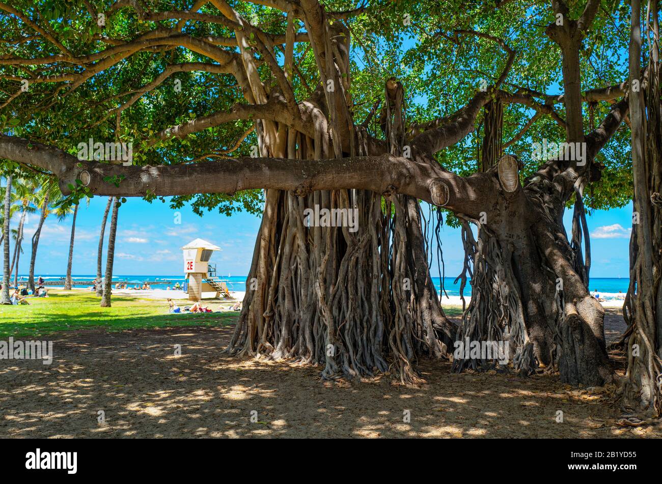 An ancient banyan tree on the beach hi-res stock photography and images ...