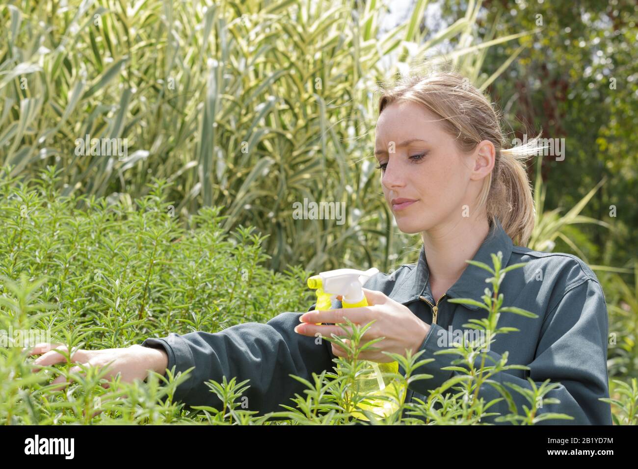 female gardener spraying outdoor bush Stock Photo - Alamy