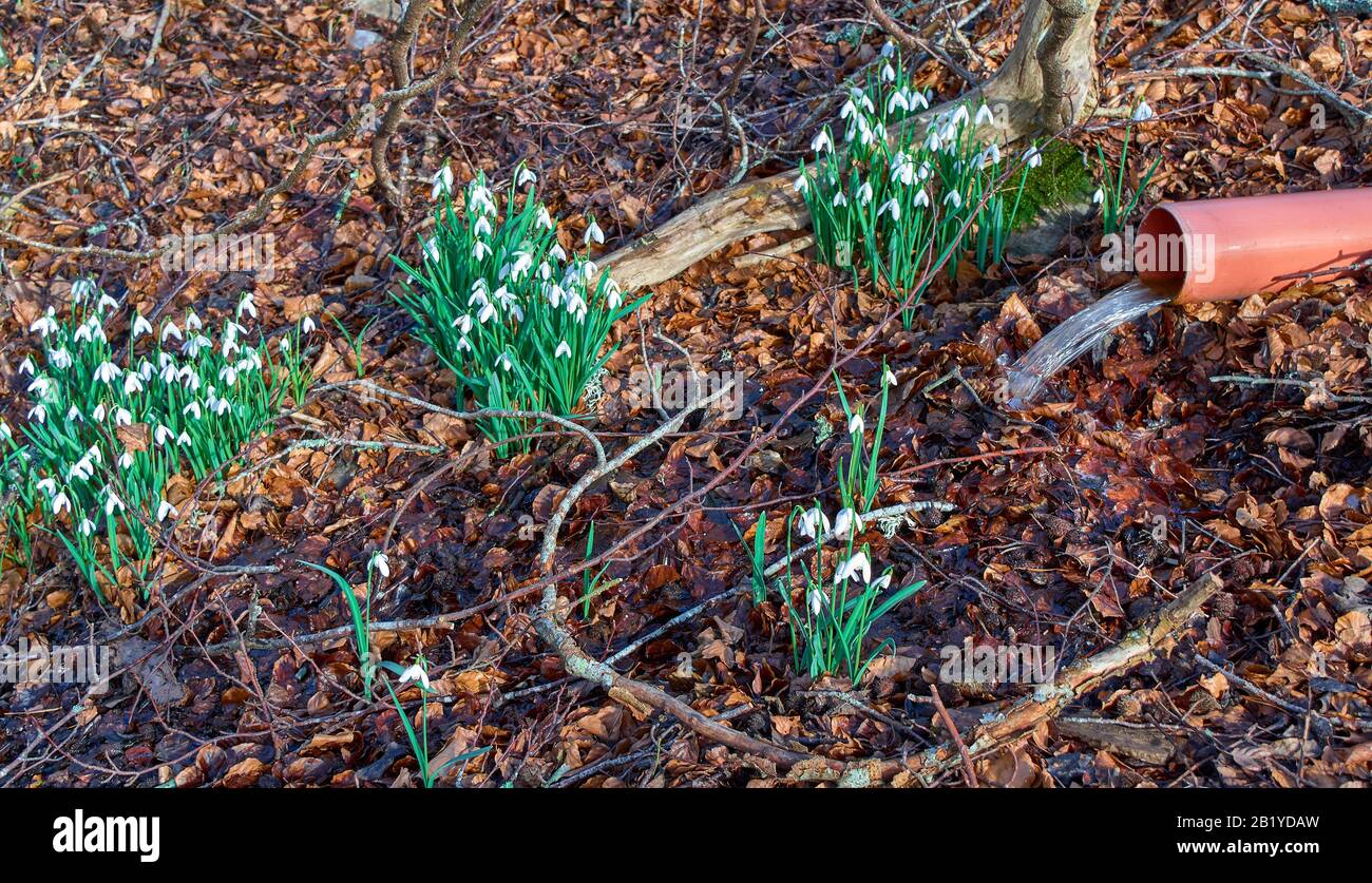 SNOWDROPS IN WOODLAND WITH WATER POURING FROM A RED DRAINAGE PIPE Stock ...