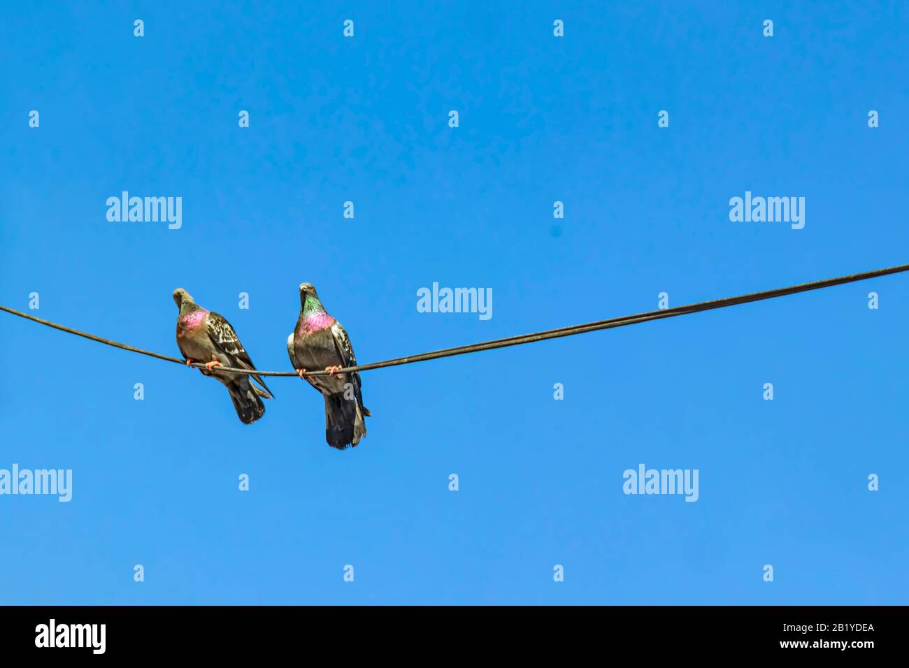 double doves on the wire Stock Photo - Alamy