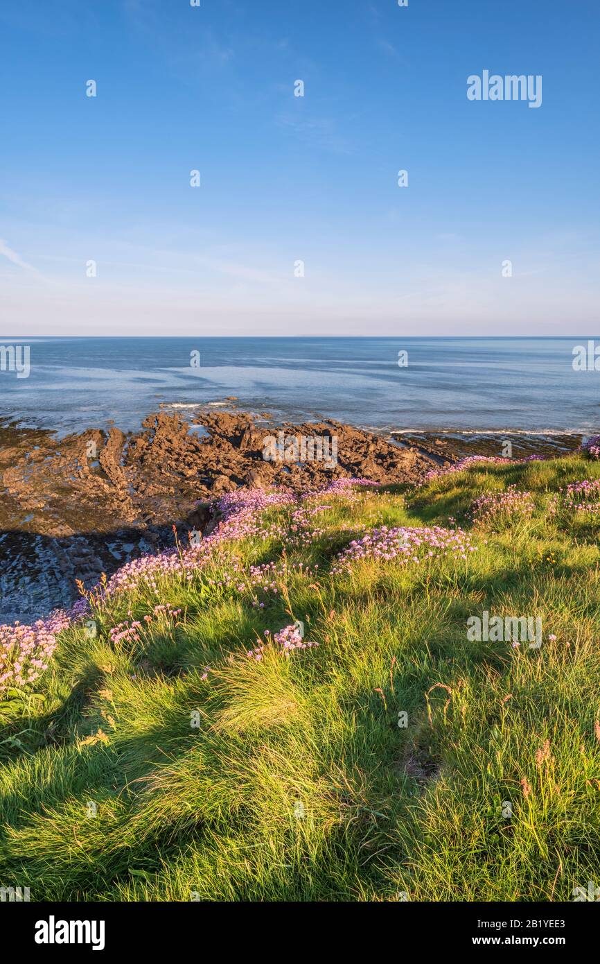 South West coastal path, walk to Abbotsham cliffs, looking out to sea ...