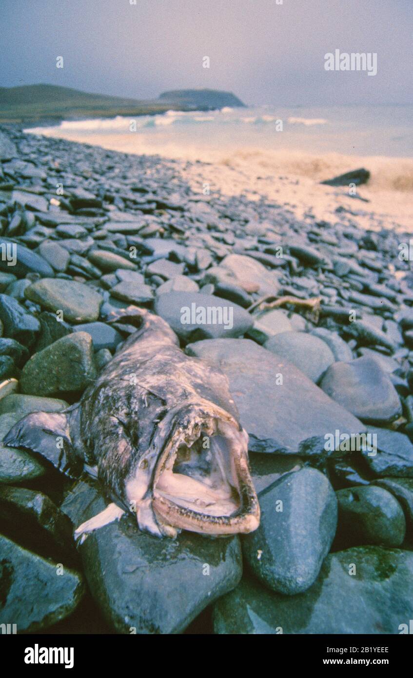 Big dead fish washed ashore, victim of crude oil pollution from the MV ...