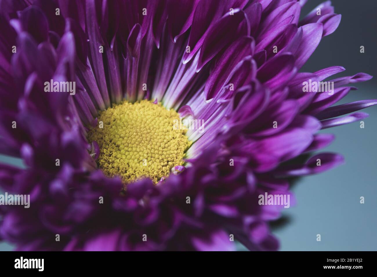 Mothers day flower hi-res stock photography and images - Alamy