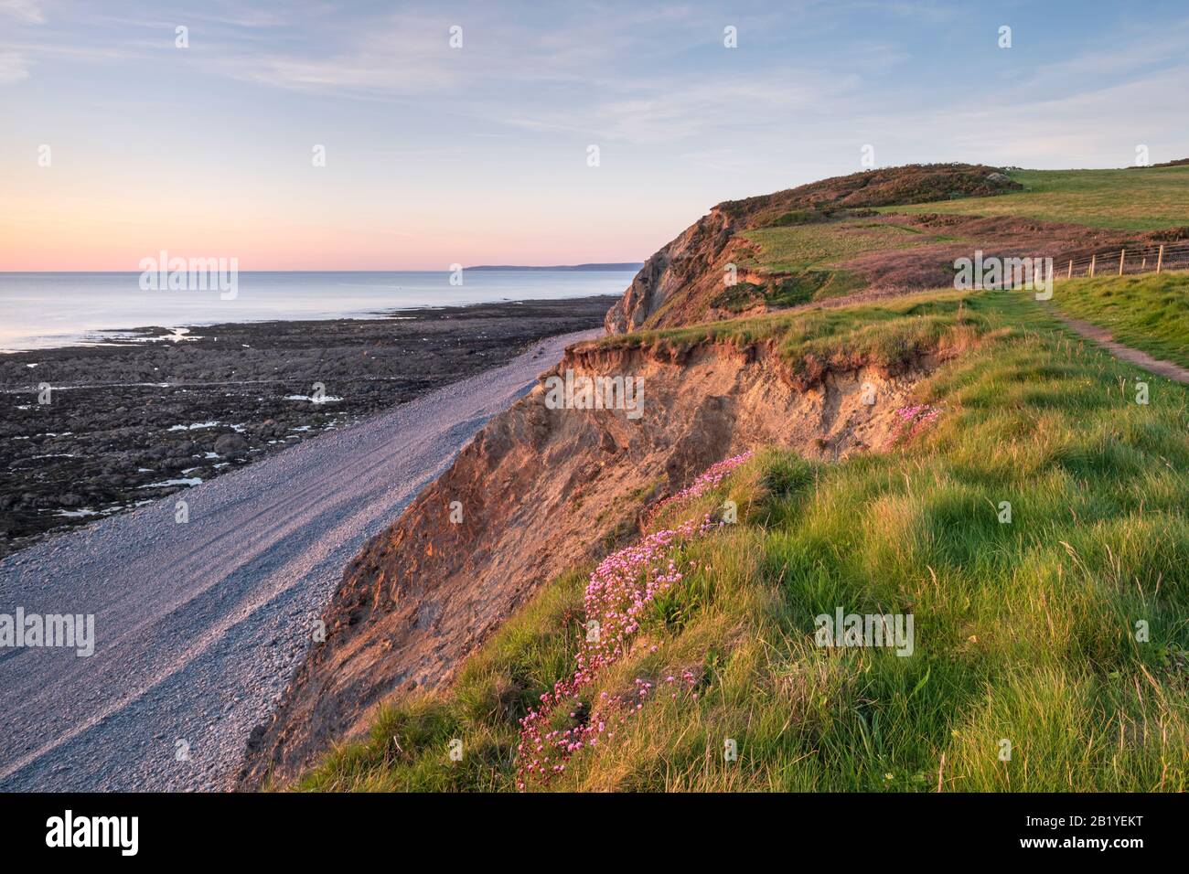 Abbotsham cliffs on the South West coastal path with pink thrifts ...